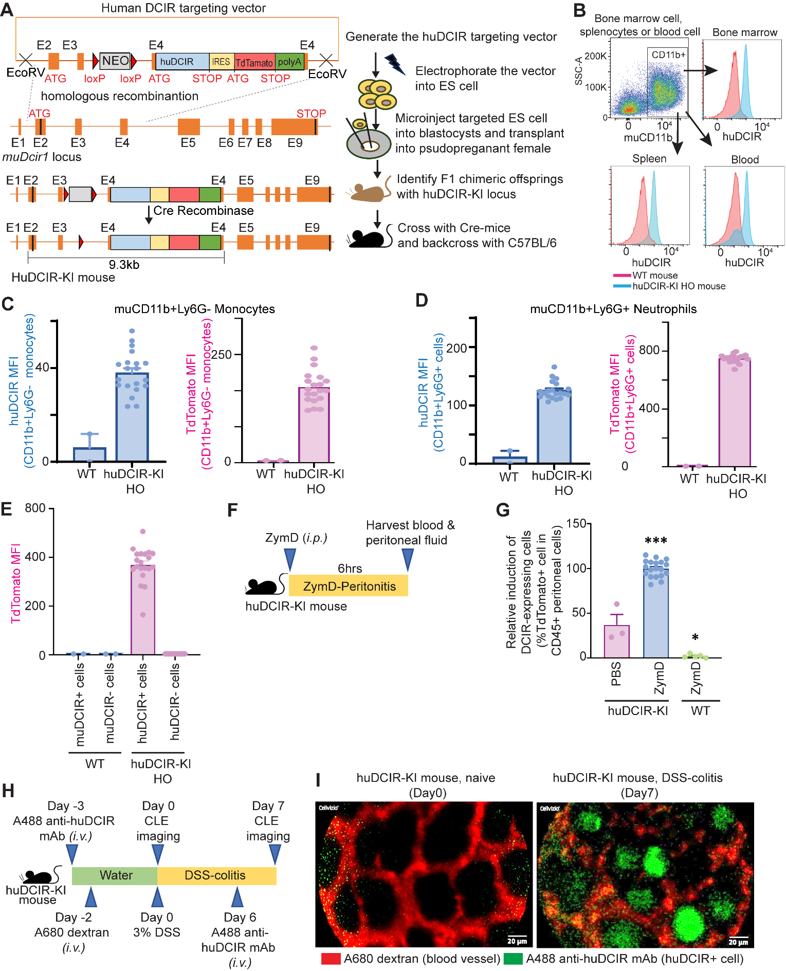 文献分享：激动型抗DCIR抗体抑制ITAM介导的信号转导并促进免疫消退