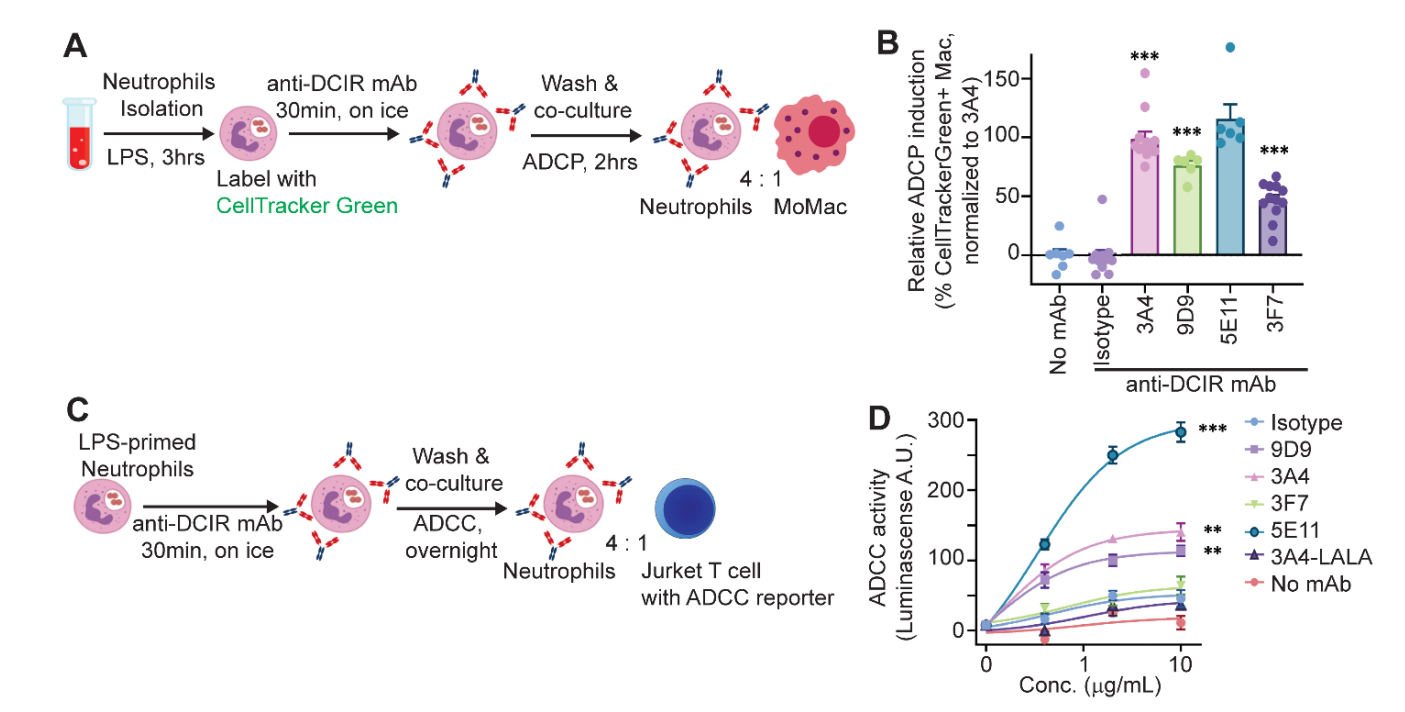 文献分享：激动型抗DCIR抗体抑制ITAM介导的信号转导并促进免疫消退