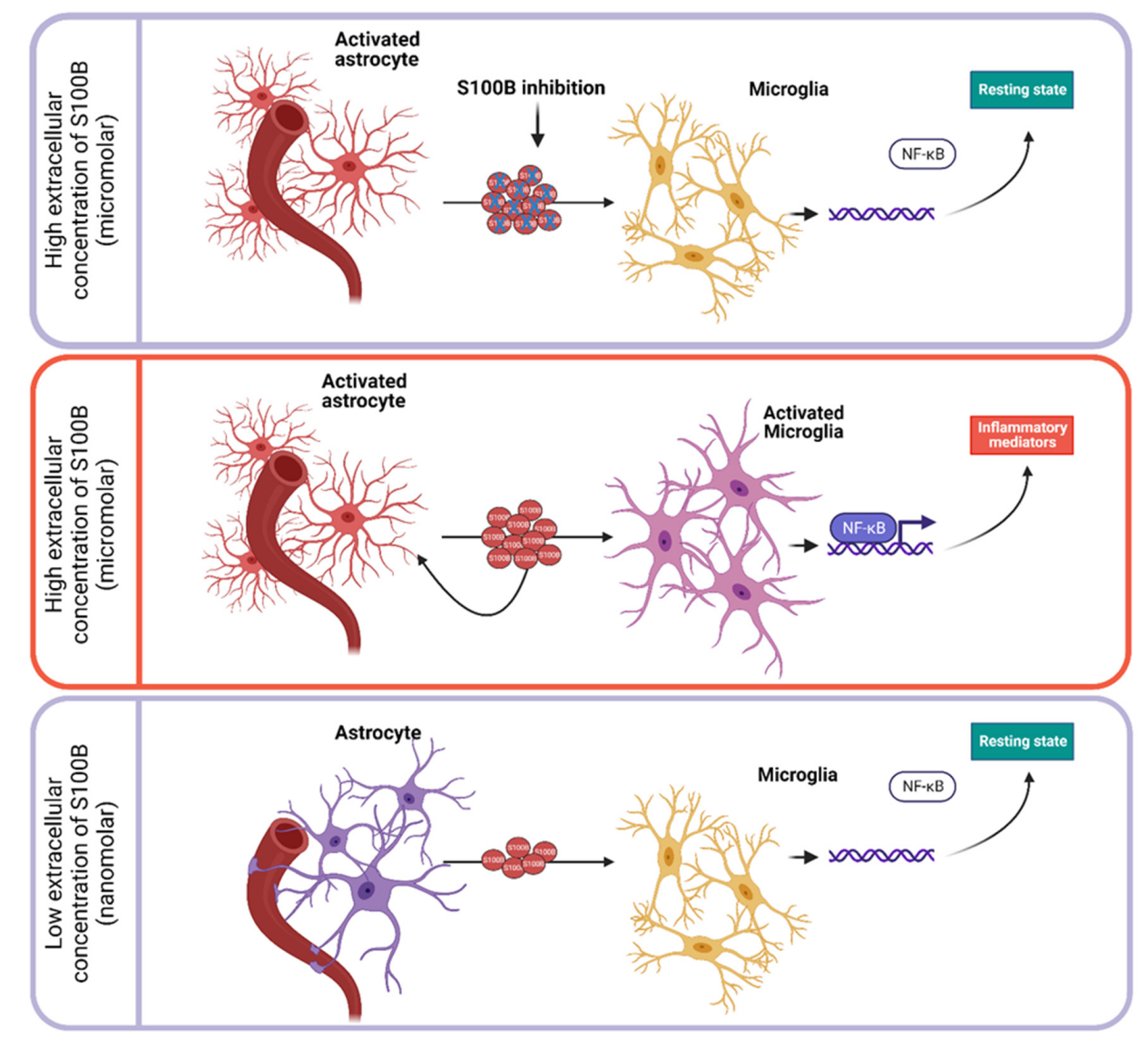 中枢神经特异性蛋白S100β