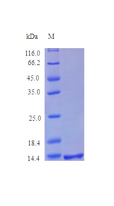 Recombinant Human Syndecan-4(SDC4),partial (Active)