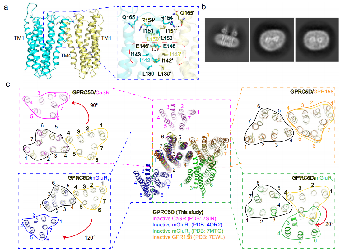 文献分享：GPRC5D抗体与GPRC5D同源二聚体结合机制